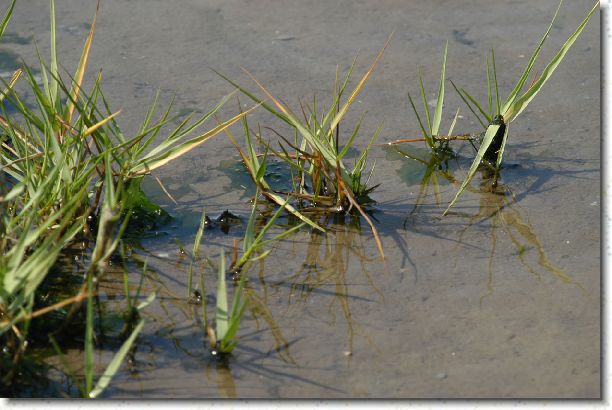 Land Wursten Impressionen ... - Salzwiese Schlickgras 02